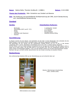 Versuchsprotokoll: DNA-Extraktion aus Zwiebeln