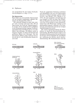 Entwicklungsstadien im Raps