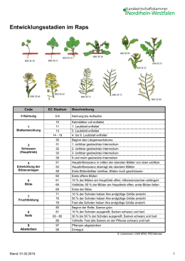 Gartenbohne - PH Karlsruhe