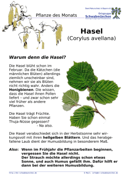 Hasel – Corylus avellana
