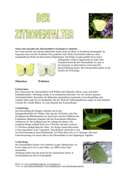 11-1-10 Steckbrief Zitronenfalter