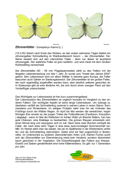 11-1-10 Steckbrief Zitronenfalter